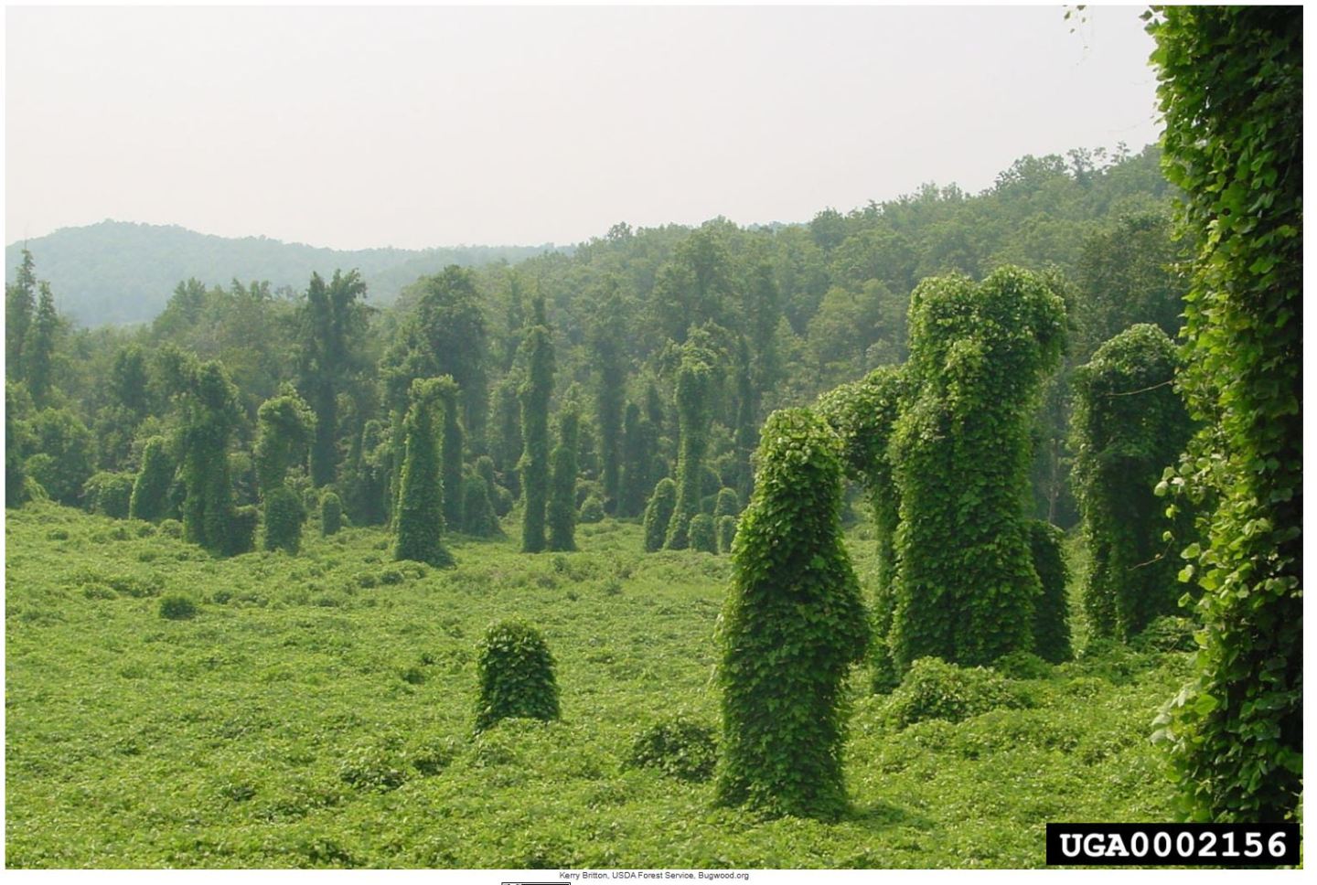 Invasive Species Management – The Environment Consultant